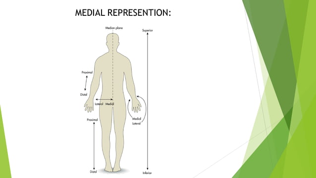 ANATOMICAL LINES. (medial and midline) | PDF