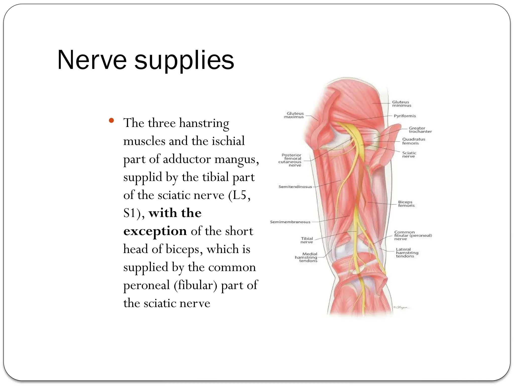 Medial &Posterior compartment of the thigh .pptx