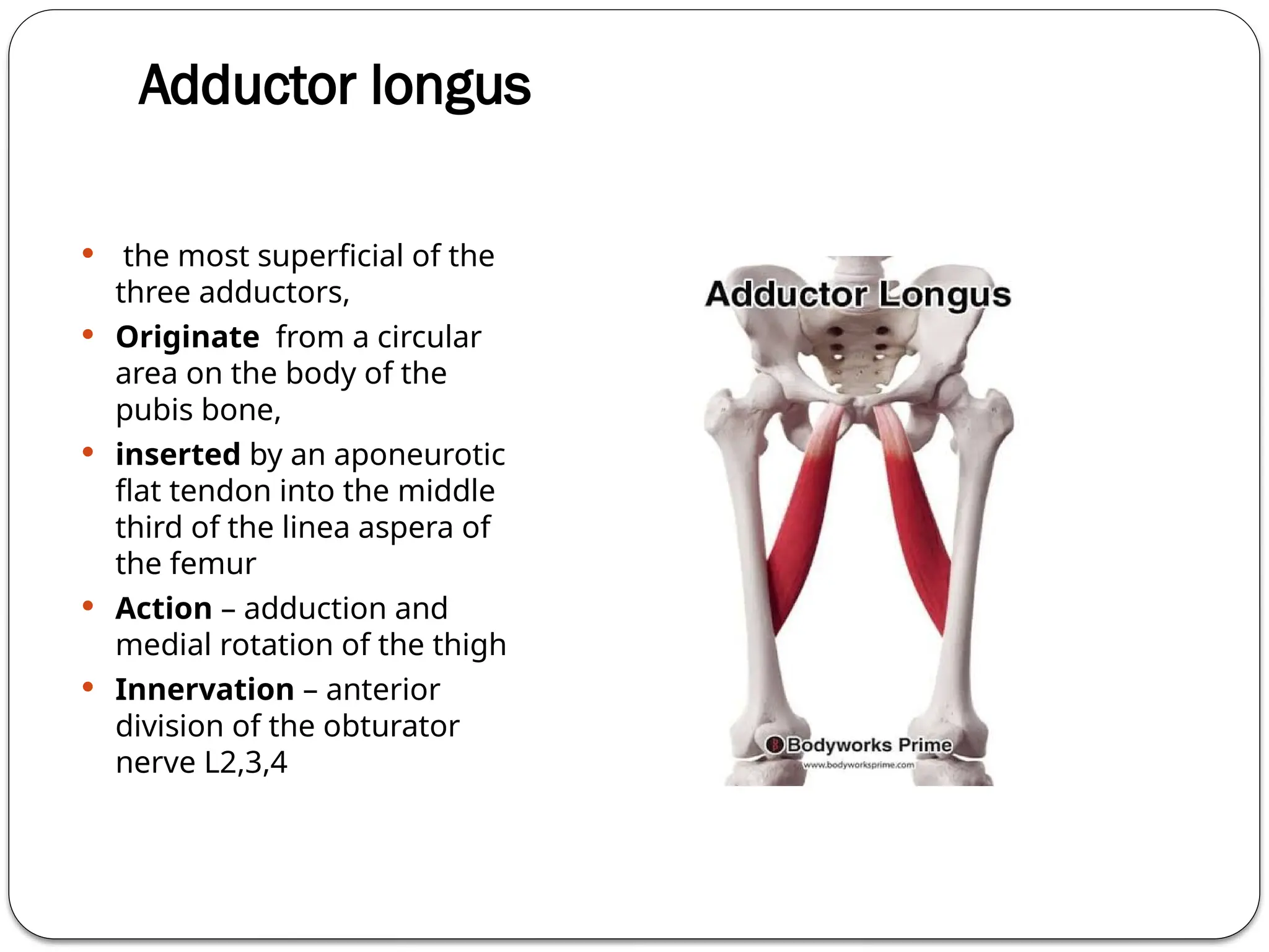 Medial &Posterior compartment of the thigh .pptx