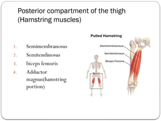 Medial &Posterior compartment of the thigh .pptx