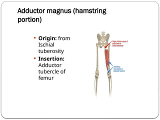 Medial &Posterior compartment of the thigh .pptx
