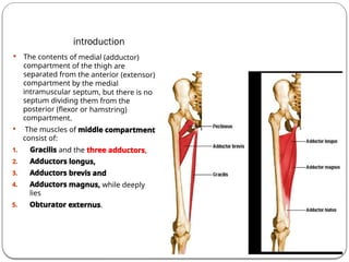 Medial &Posterior compartment of the thigh .pptx