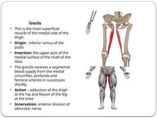 Medial &Posterior compartment of the thigh .pptx