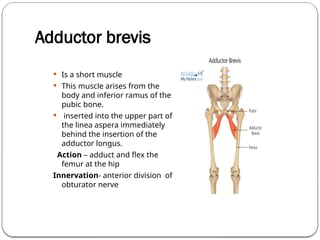 Medial &Posterior compartment of the thigh .pptx