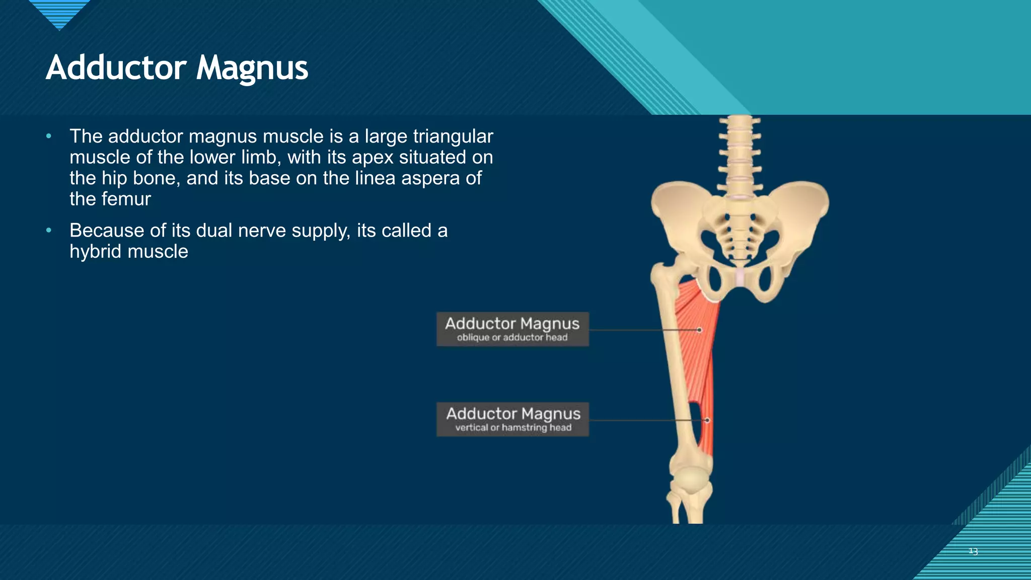 Medial side of thigh | PPTX