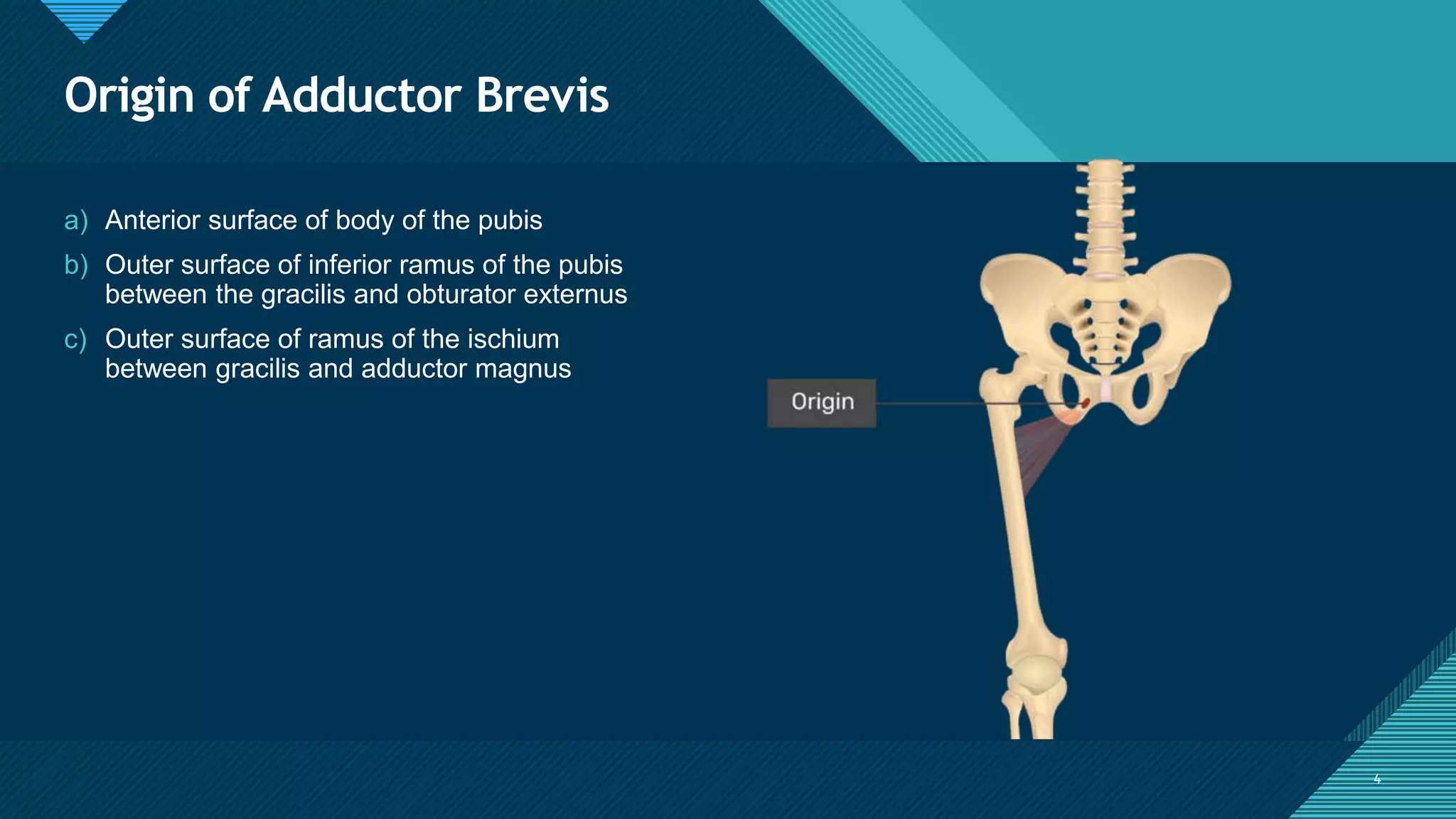 Medial side of thigh | PPTX