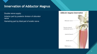 Medial side of thigh | PPTX