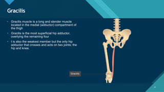 Medial side of thigh | PPTX