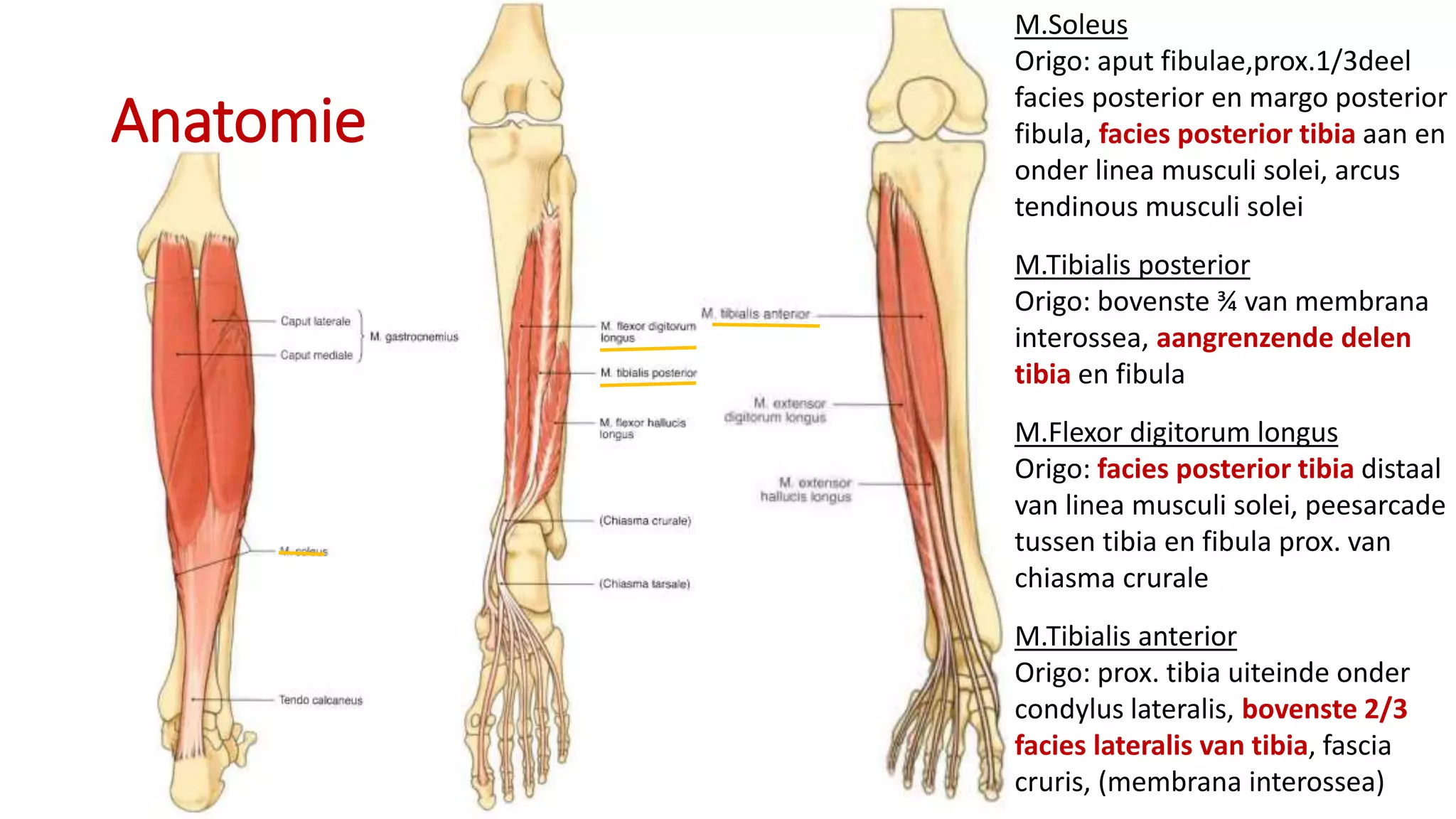 Medial tibial stress syndrome (MTSS) | PPTX