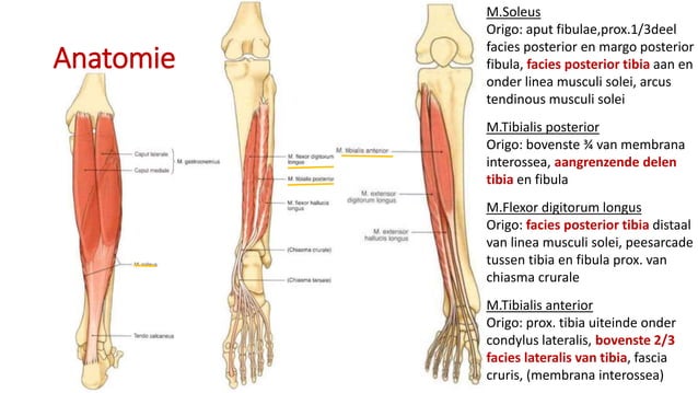 Medial tibial stress syndrome (MTSS) | PPTX