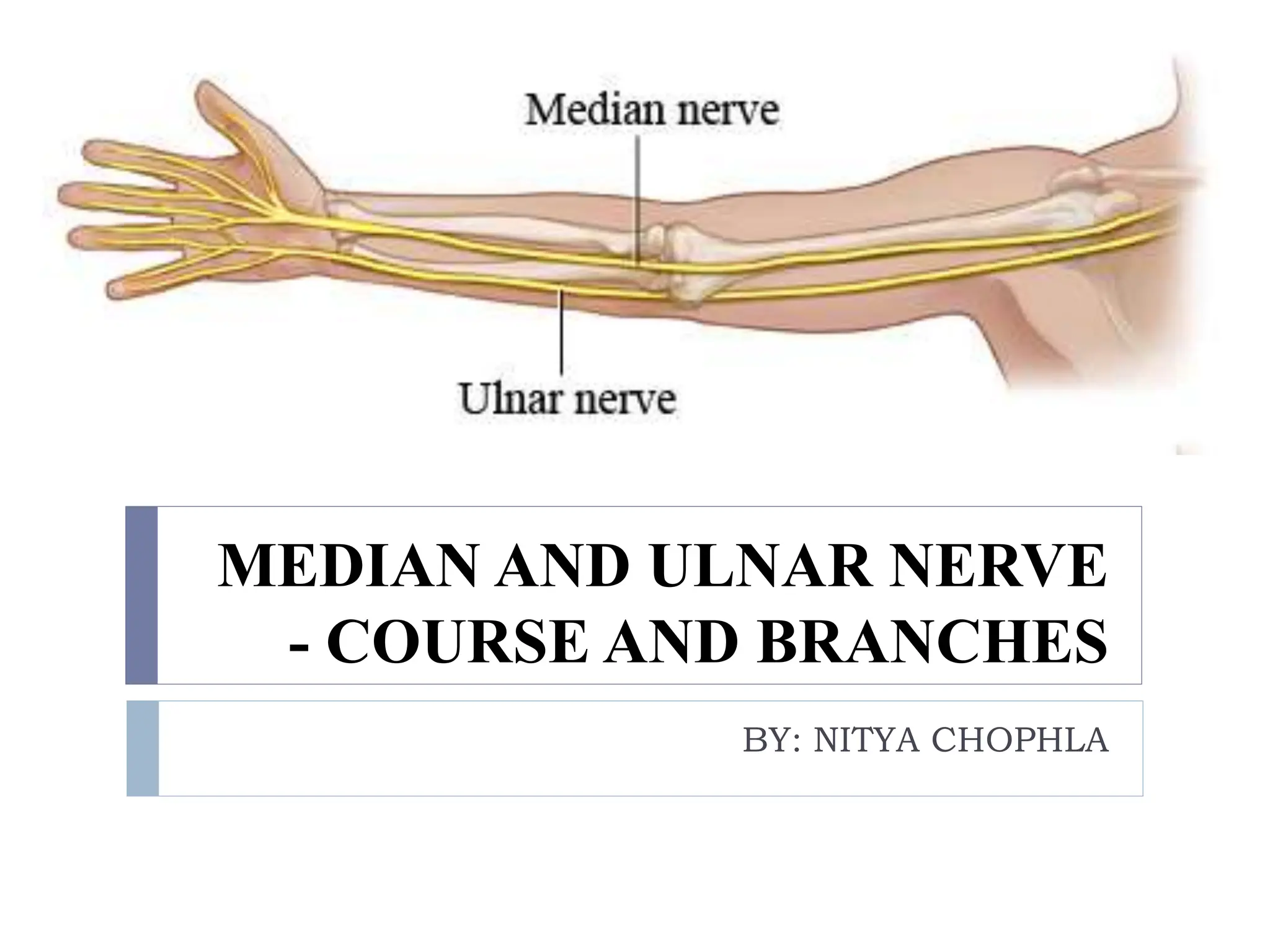 ANATOMY OF MEDIAN AND ULNAR NERVE AND APPLIED ANATOMY | PPTX