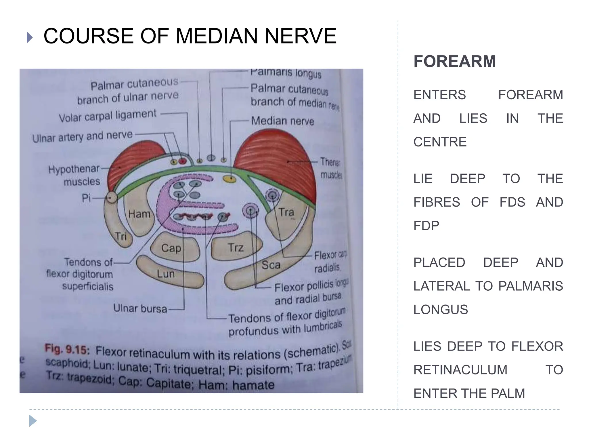 ANATOMY OF MEDIAN AND ULNAR NERVE AND APPLIED ANATOMY | PPTX