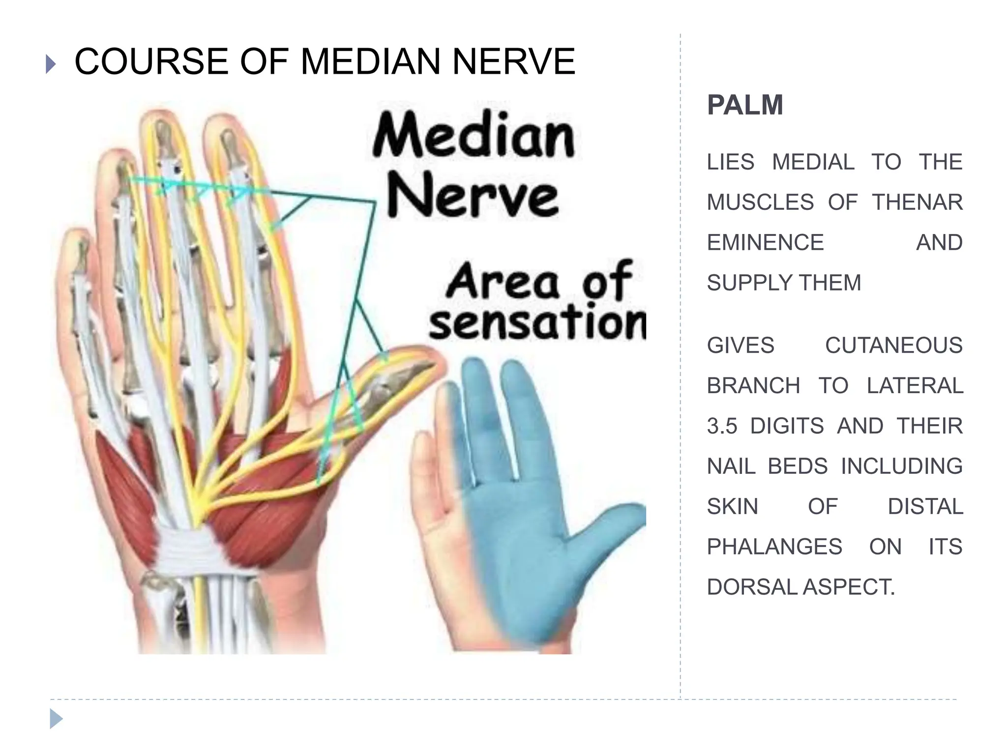 ANATOMY OF MEDIAN AND ULNAR NERVE AND APPLIED ANATOMY | PPTX