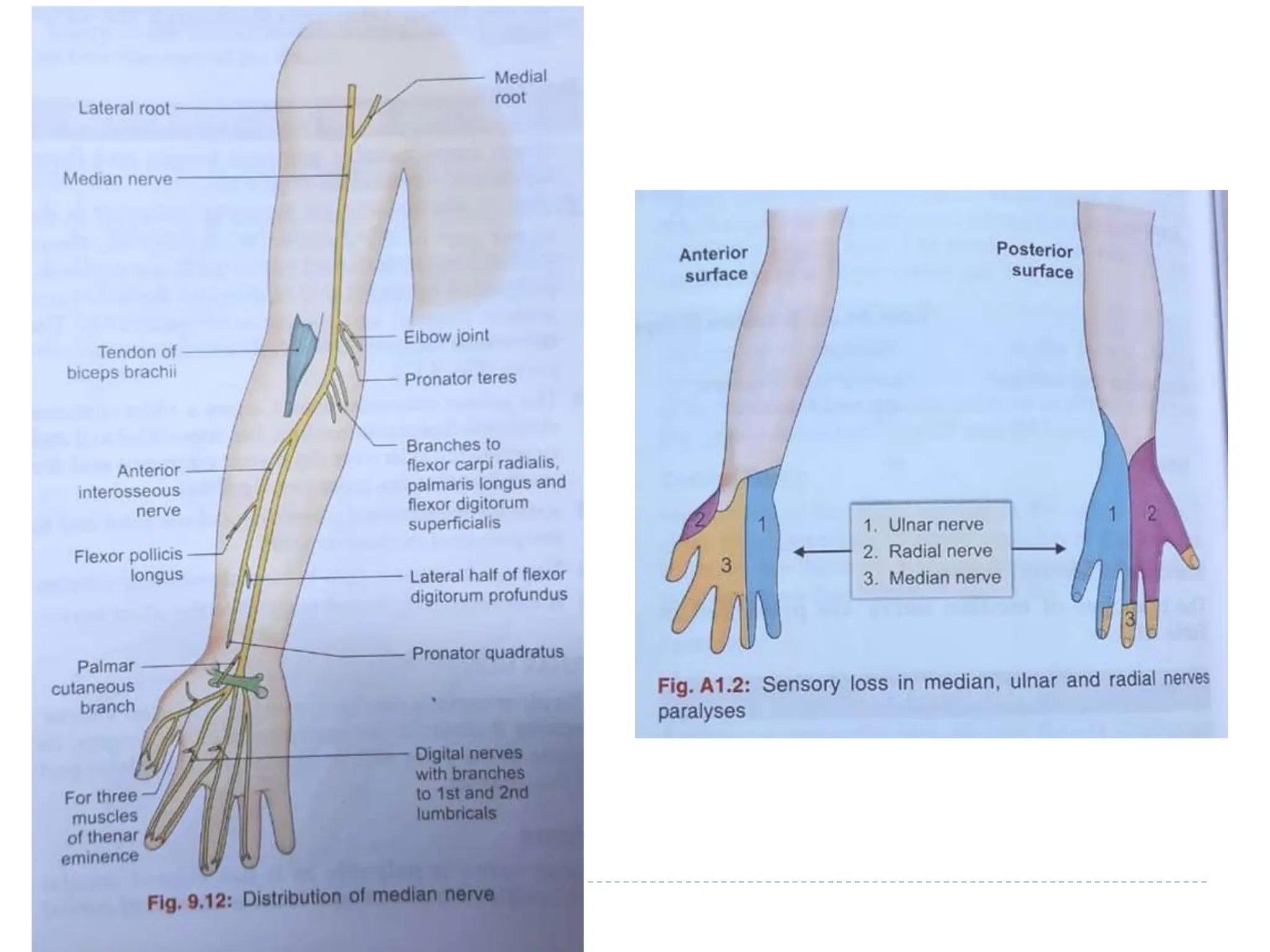 ANATOMY OF MEDIAN AND ULNAR NERVE AND APPLIED ANATOMY | PPT