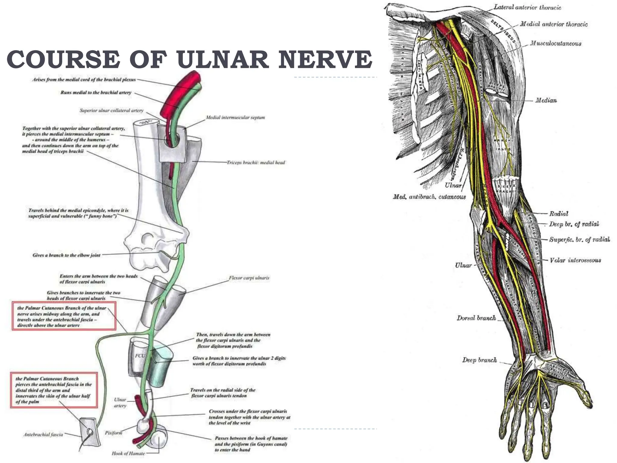 ANATOMY OF MEDIAN AND ULNAR NERVE AND APPLIED ANATOMY | PPT