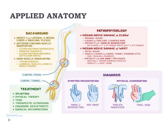 ANATOMY OF MEDIAN AND ULNAR NERVE AND APPLIED ANATOMY | PPT