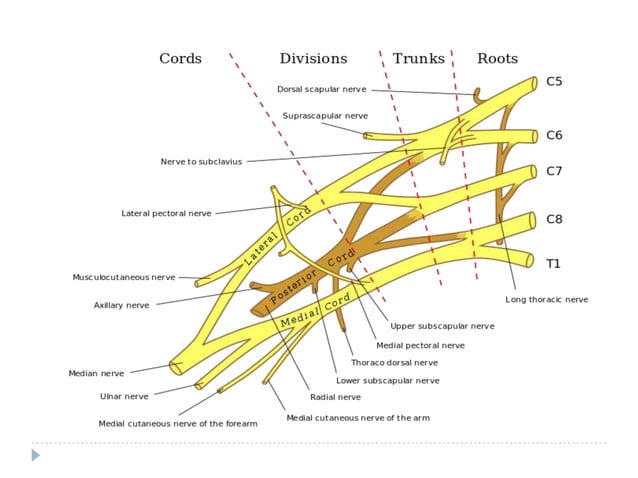 ANATOMY OF MEDIAN AND ULNAR NERVE AND APPLIED ANATOMY | PPT