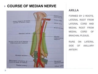 ANATOMY OF MEDIAN AND ULNAR NERVE AND APPLIED ANATOMY | PPTX | Death ...
