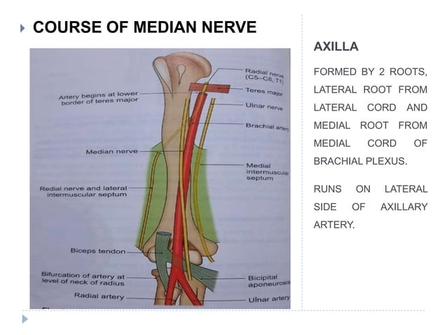 ANATOMY OF MEDIAN AND ULNAR NERVE AND APPLIED ANATOMY | PPT