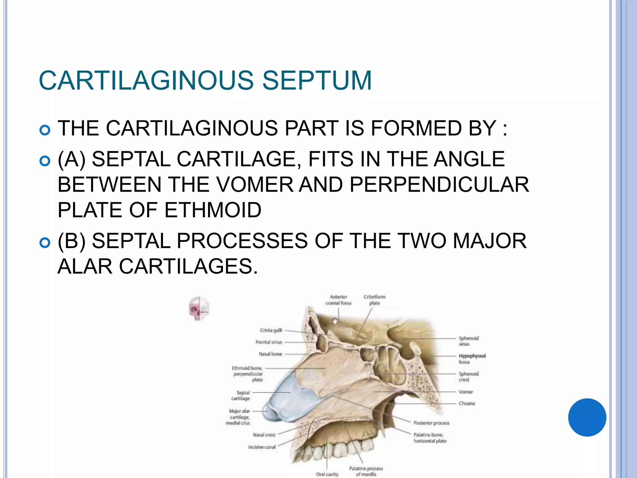 Median Nasal Septum | PPTX