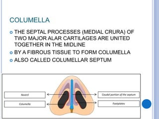 Median Nasal Septum | PPTX