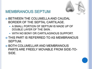 Median Nasal Septum | PPTX