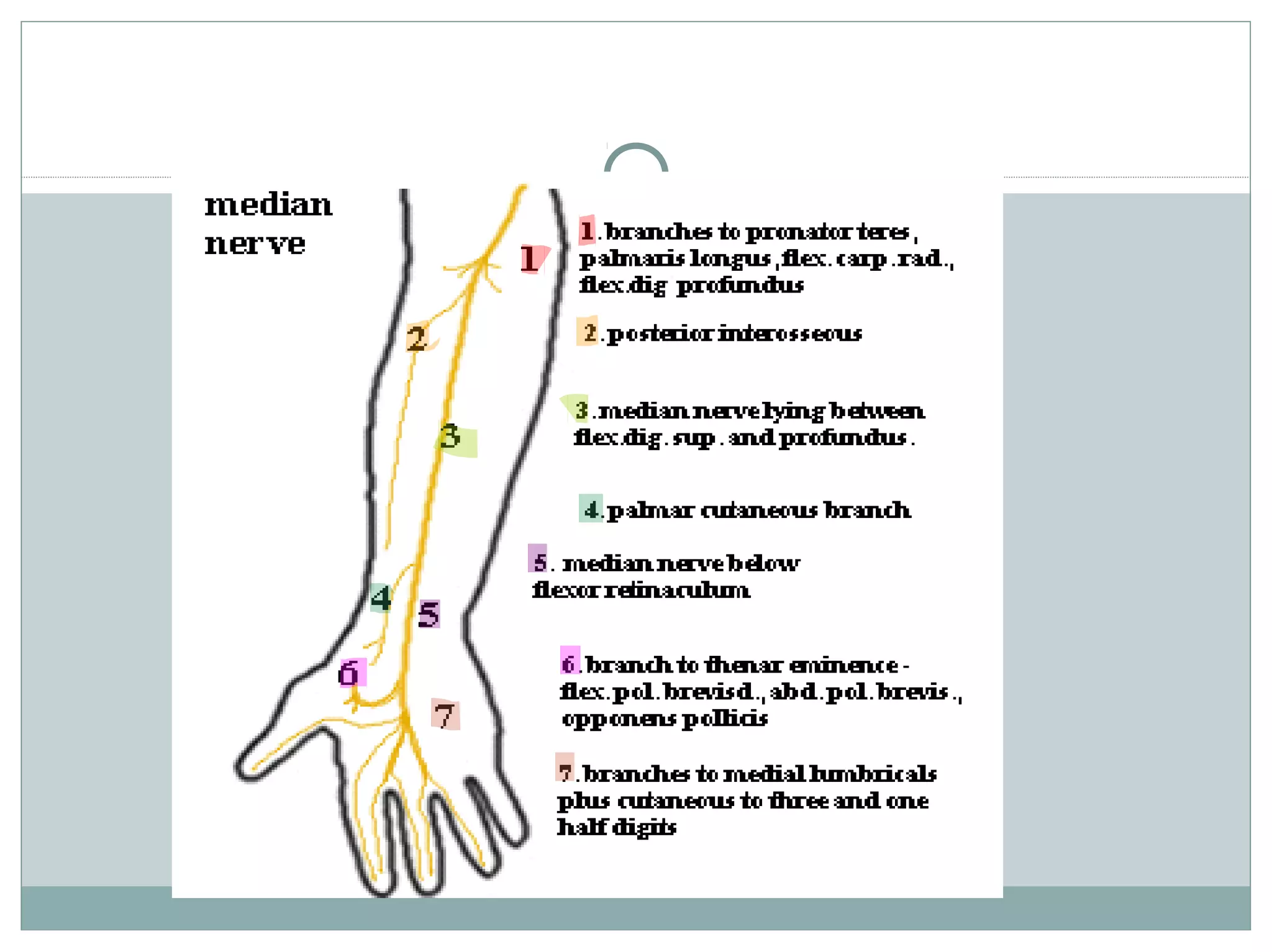 Median nerve | PPT