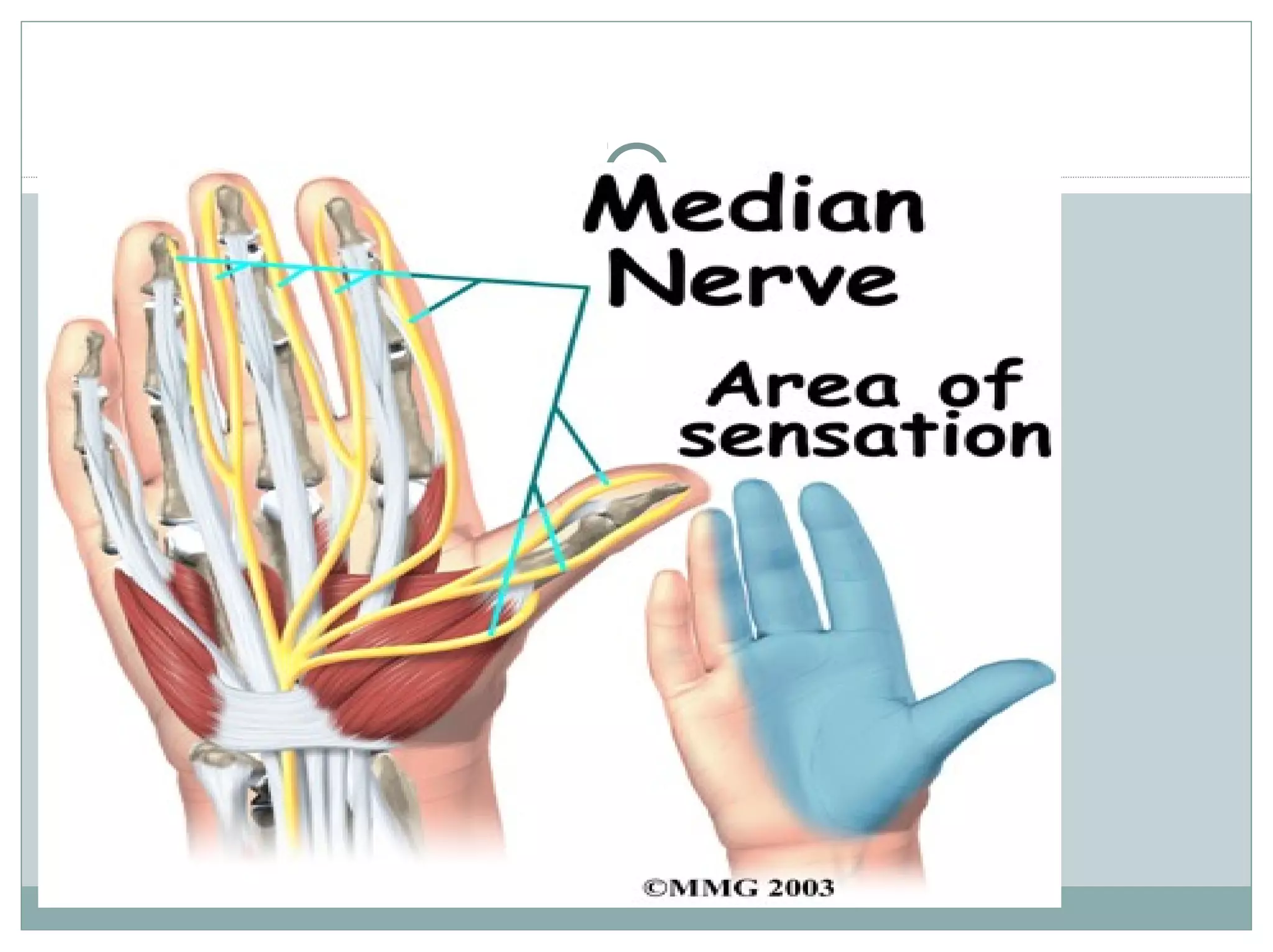 Median nerve | PPT