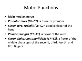 Median nerve | PPTX