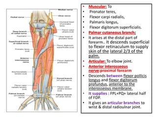 Median nerve | PPTX