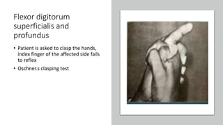 Median nerve | PPTX