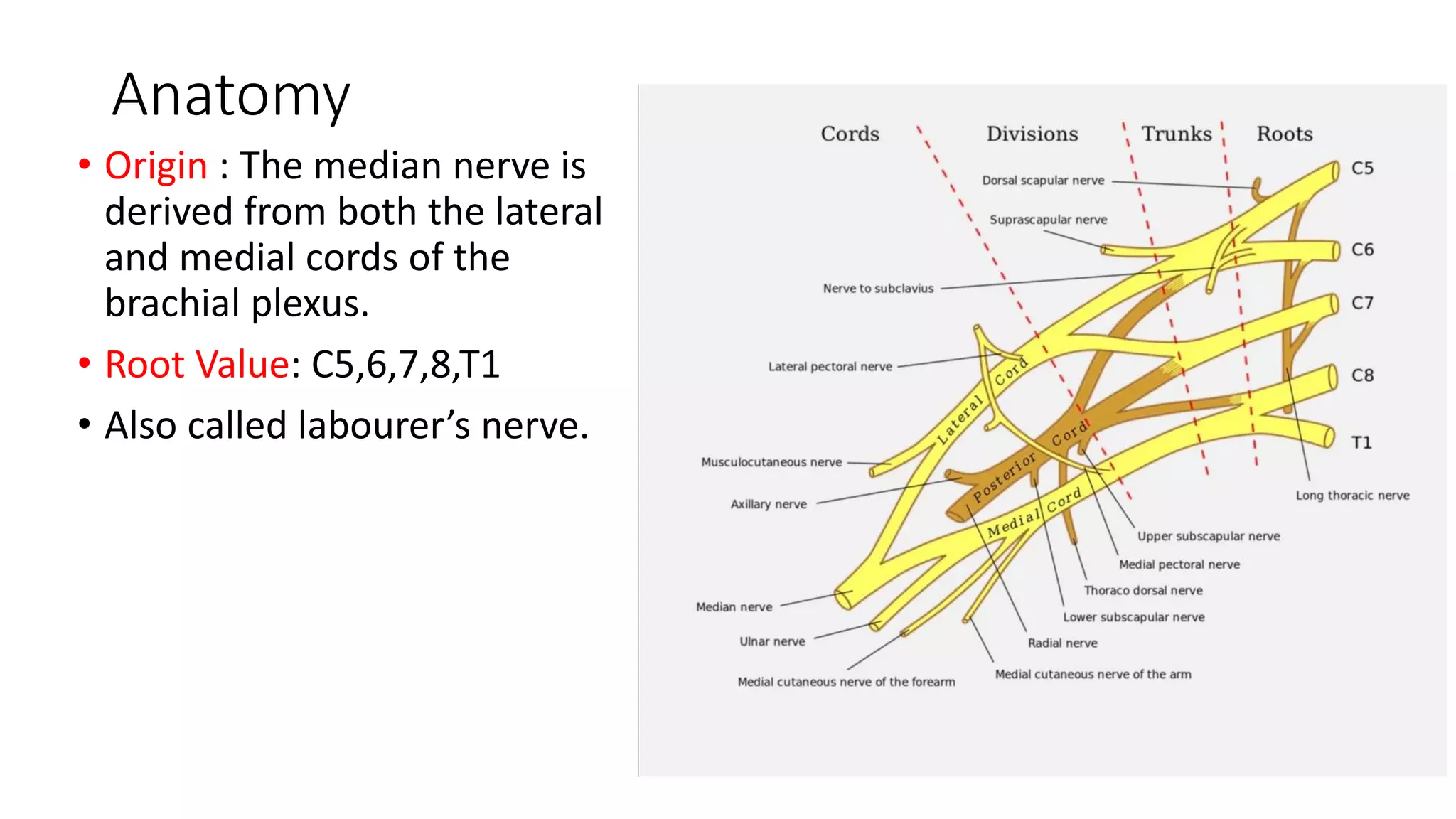 Median nerve injury | PPTX