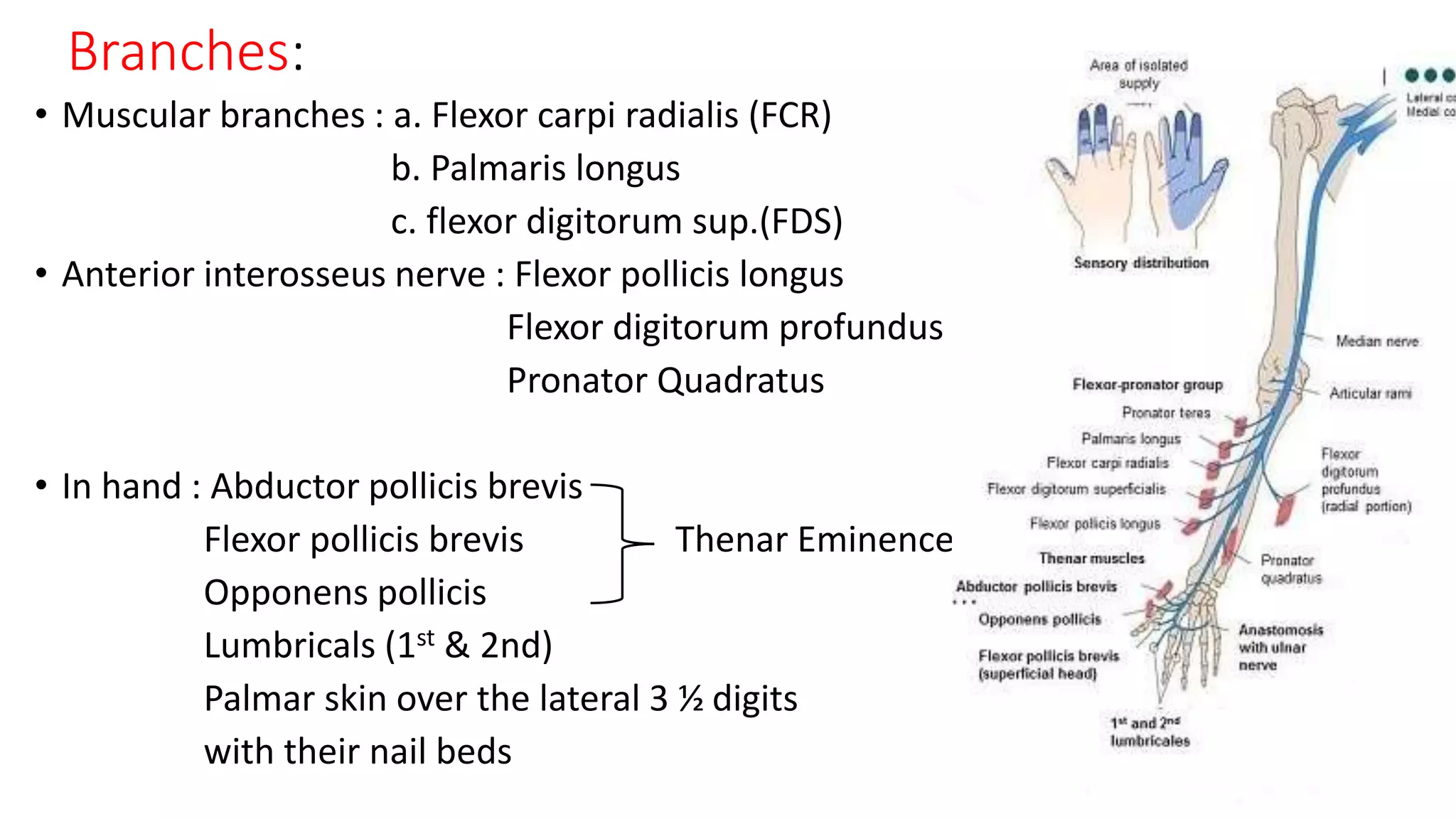Median nerve injury | PPTX
