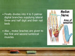 mediannerve-.ppt