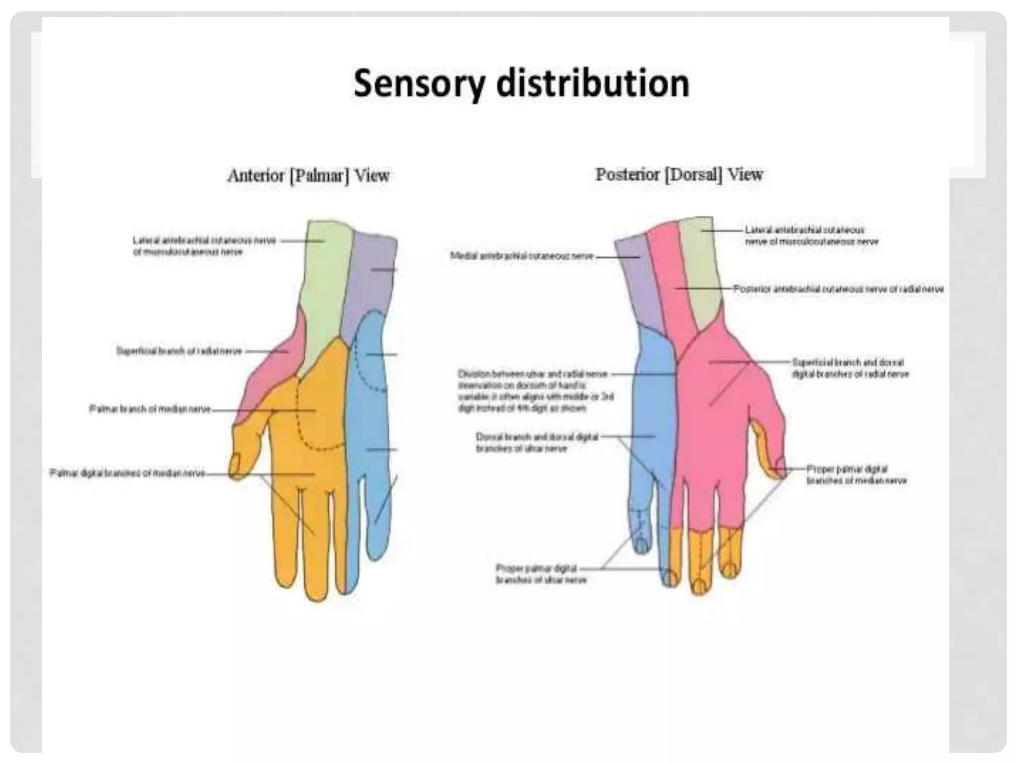 Median nerve.pptx