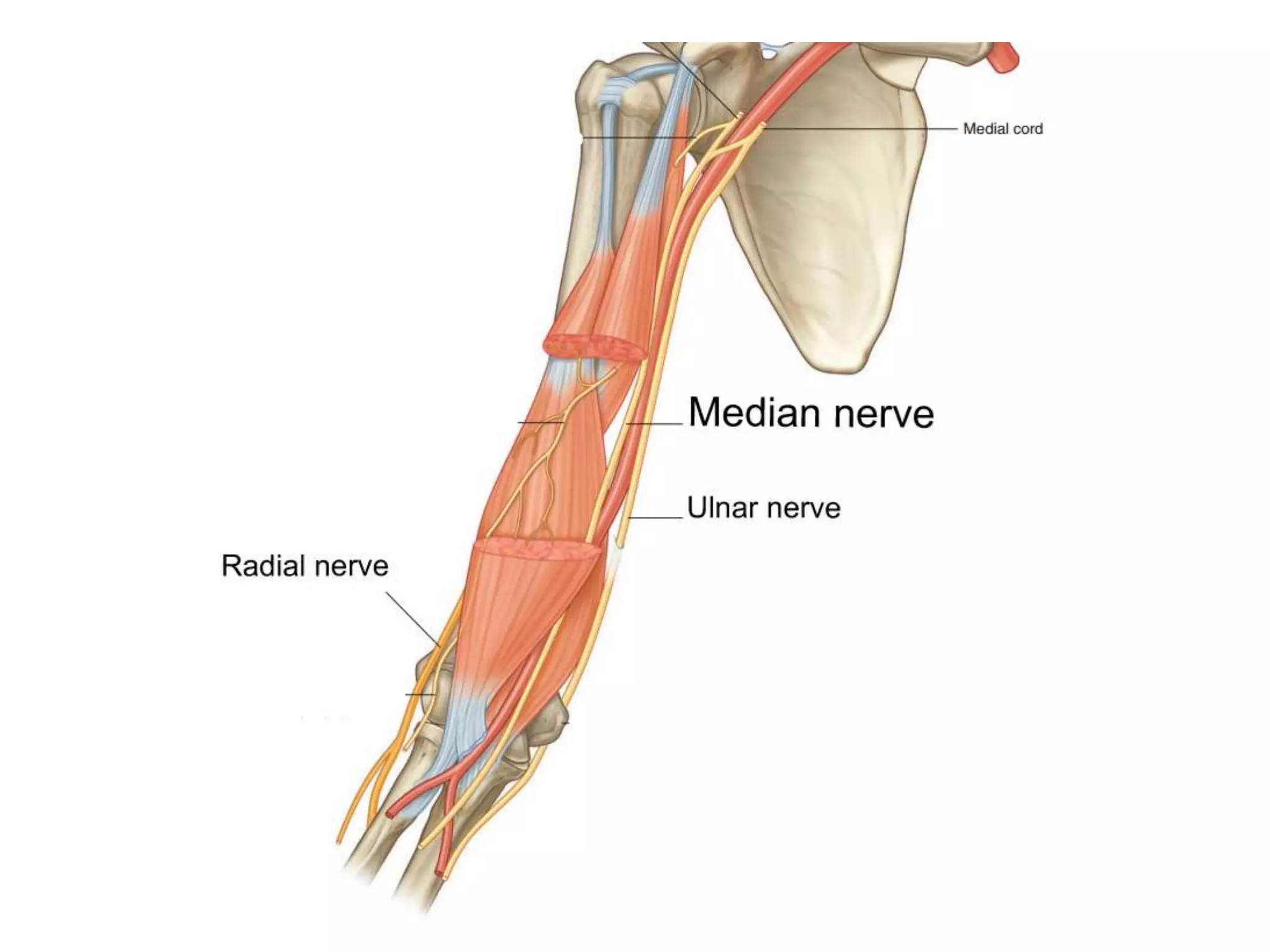 Median Nerve.pptx