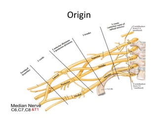 Anterior Interosseous Nerve Netter