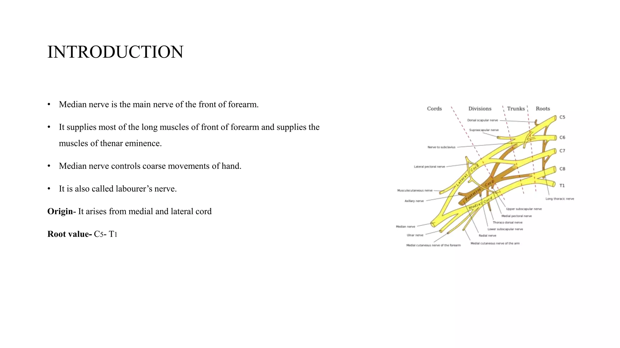 MEDIAN NERVE.pptx