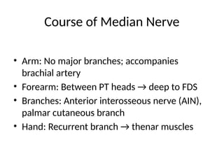 median nerve origin muscle supplies of upper limb | PPTX