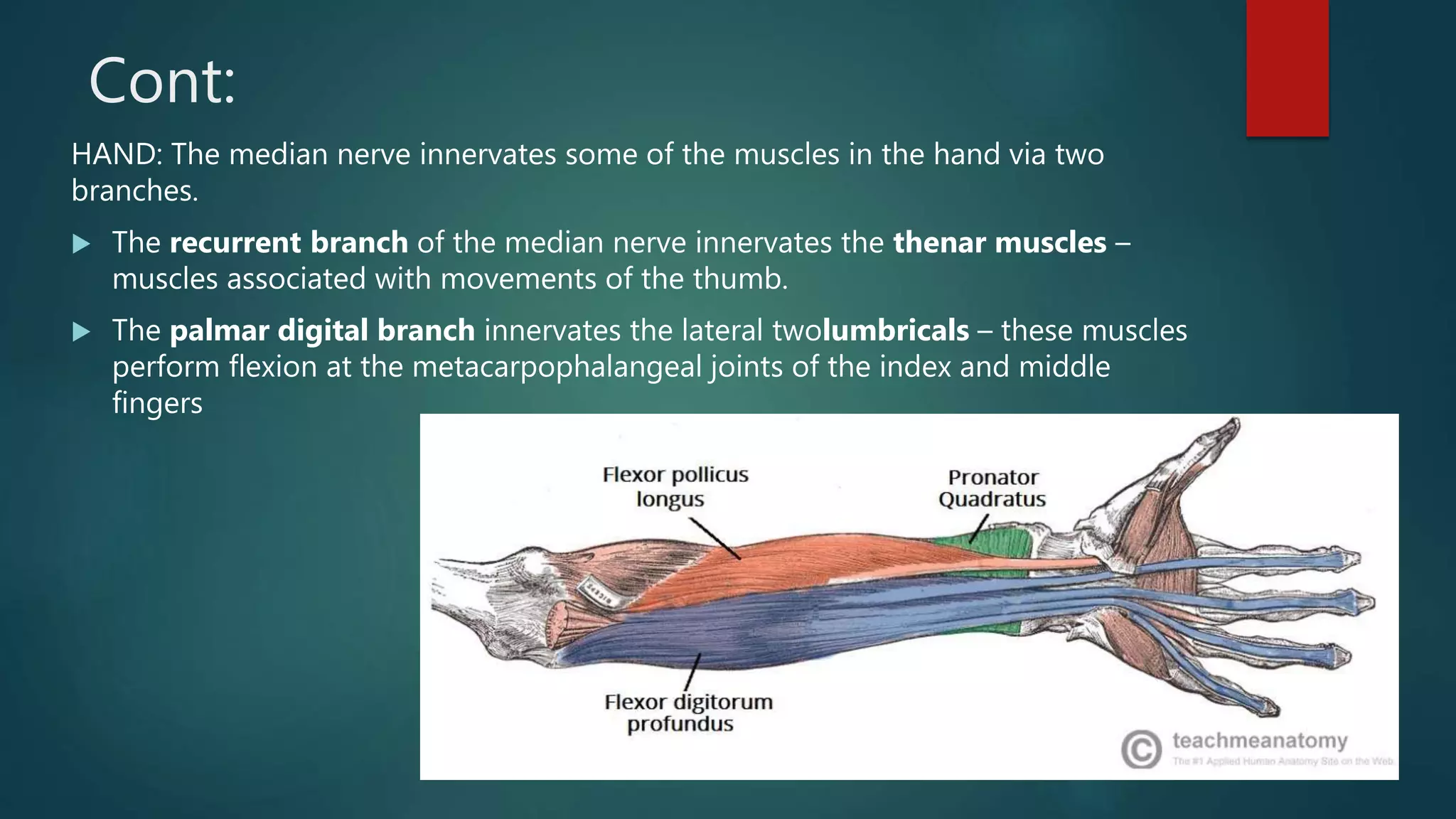Median nerve injuries | PPTX
