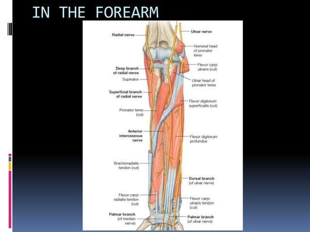 Anatomy of Median Nerve & Ulnar Nerve.pptx