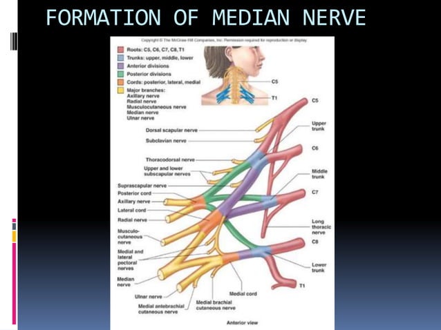 Anatomy of Median Nerve & Ulnar Nerve.pptx