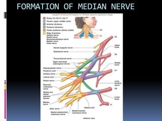 Median Nerve Netter