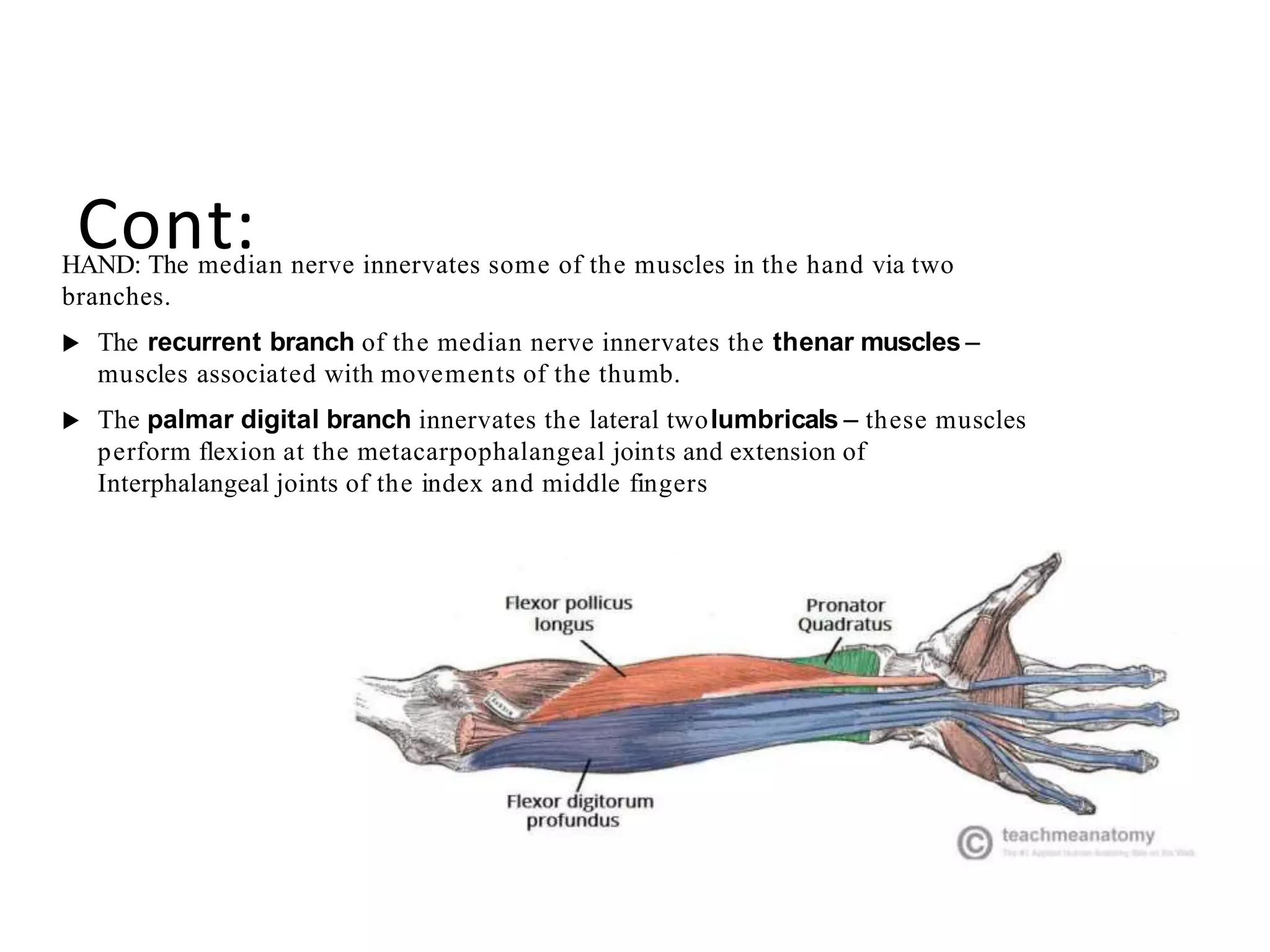 Median Nerve .pptx