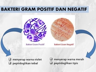 Media Pemb. Materi Bakteri Faradilla | PPT