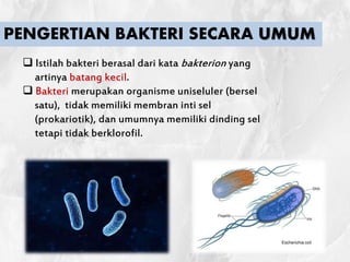 Media Pemb. Materi Bakteri Faradilla | PPT