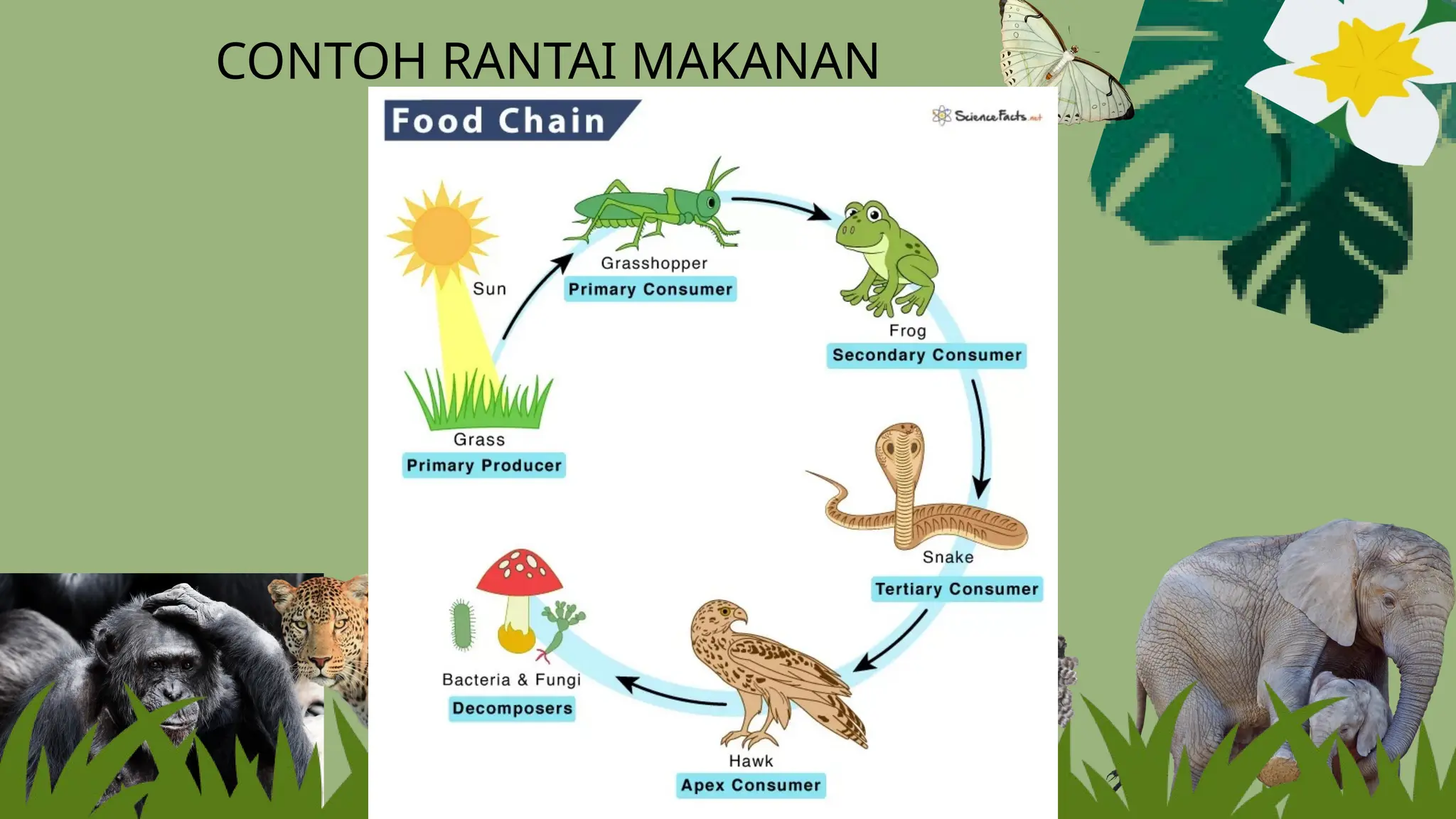 MEDIA PEMBELAJARAN RANTAI MAKANAN KELAS 5.pptx