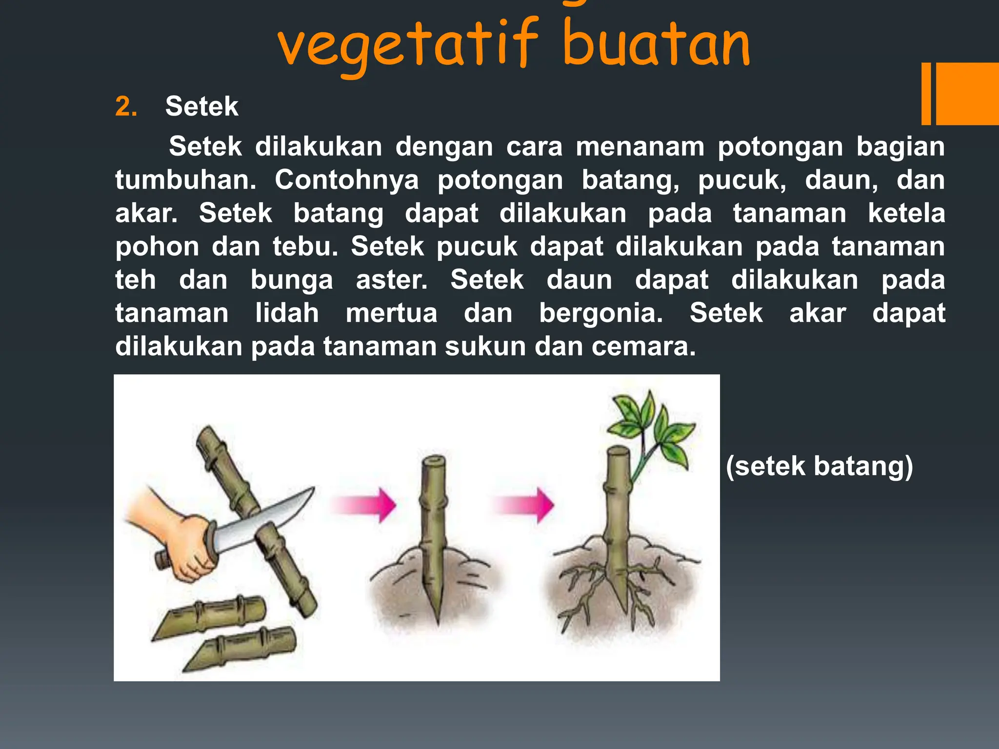 media perkembangbiakan vegetatif pada tumbuhan | PPT