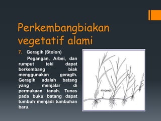 media perkembangbiakan vegetatif pada tumbuhan | PPT