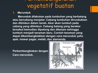 media perkembangbiakan vegetatif pada tumbuhan | PPT